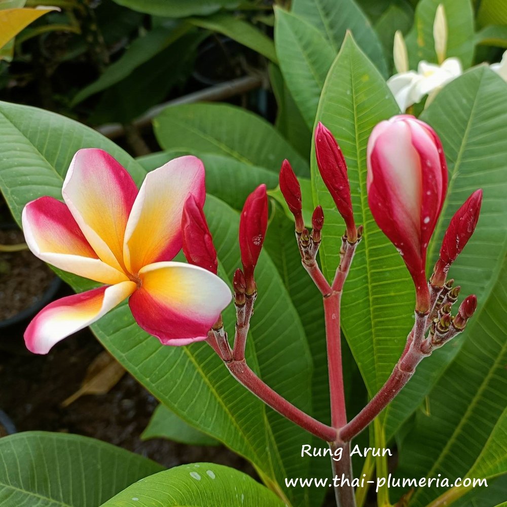 Plumeria plant RUNG ARUN
