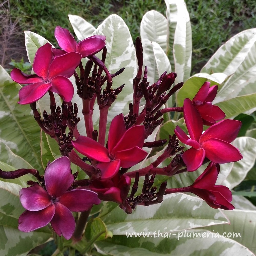 Variegated Plumeria plant SIAM RED