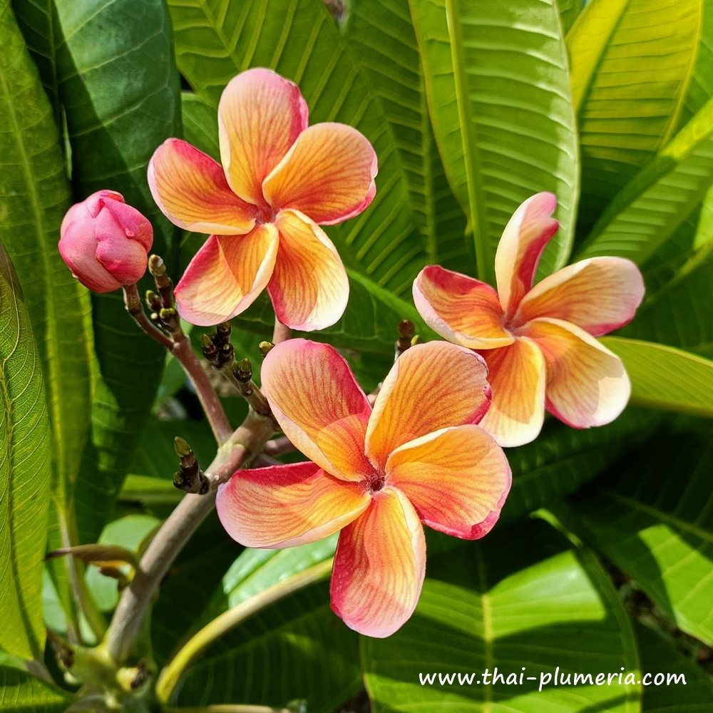 Plumeria plant SOM LAI
