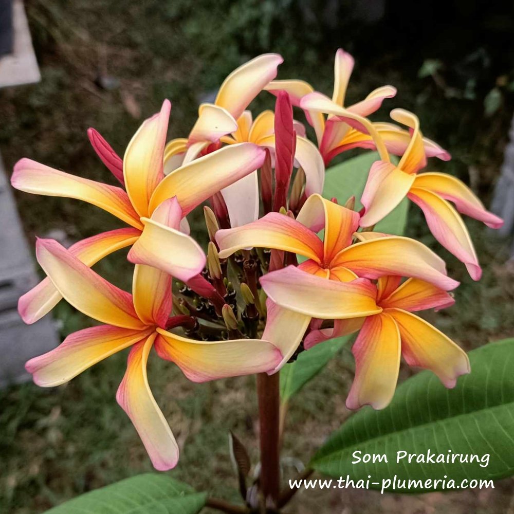 Plumeria plant SOM PRAKAIRUNG