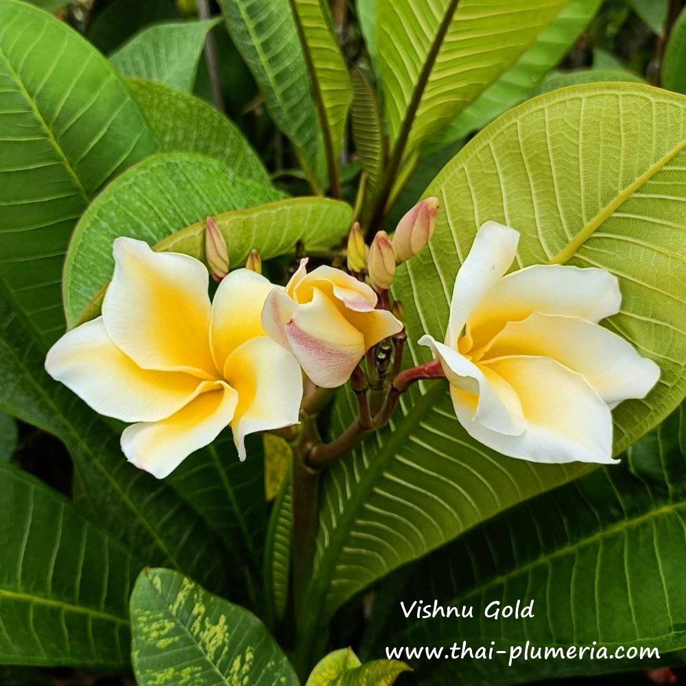 Plumeria plant VISHNU GOLD Large flower!