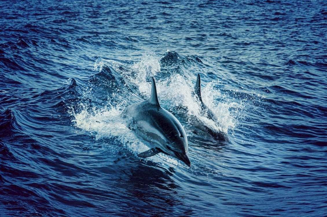 Protecting Dolphins from Deadly Fishing Practices