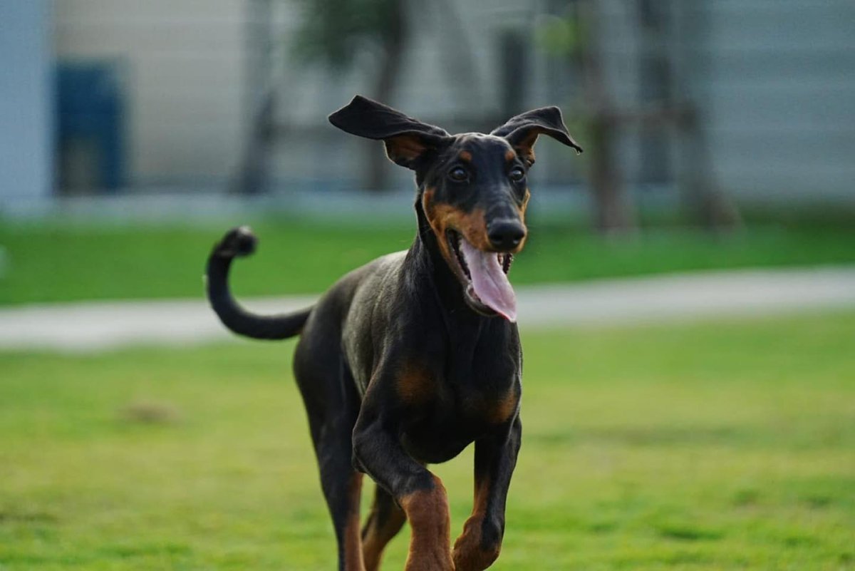New normal Doberman lifespan
