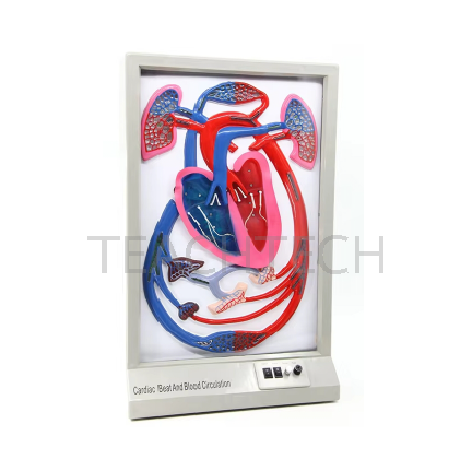 Human Circulatory System Model with light