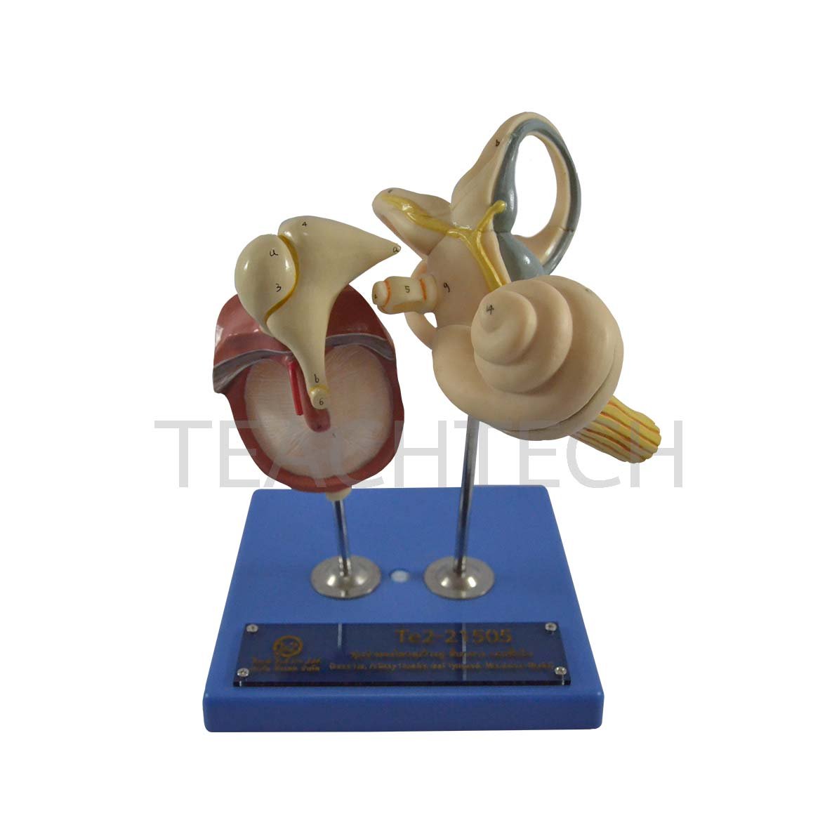 Inner Ear, Aditory Ossicles and Tympanic Membrane Model