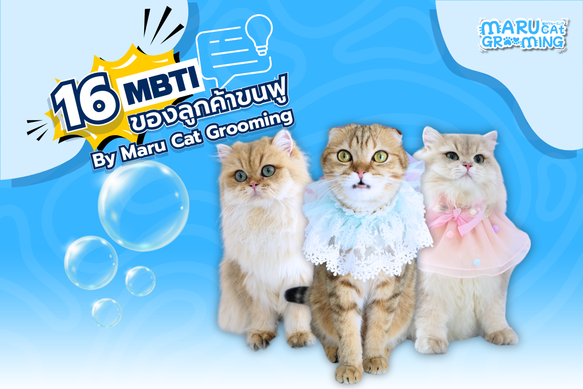 เจาะลึก 16 MBTI ของลูกค้าขนฟูที่ Maru Cat Grooming