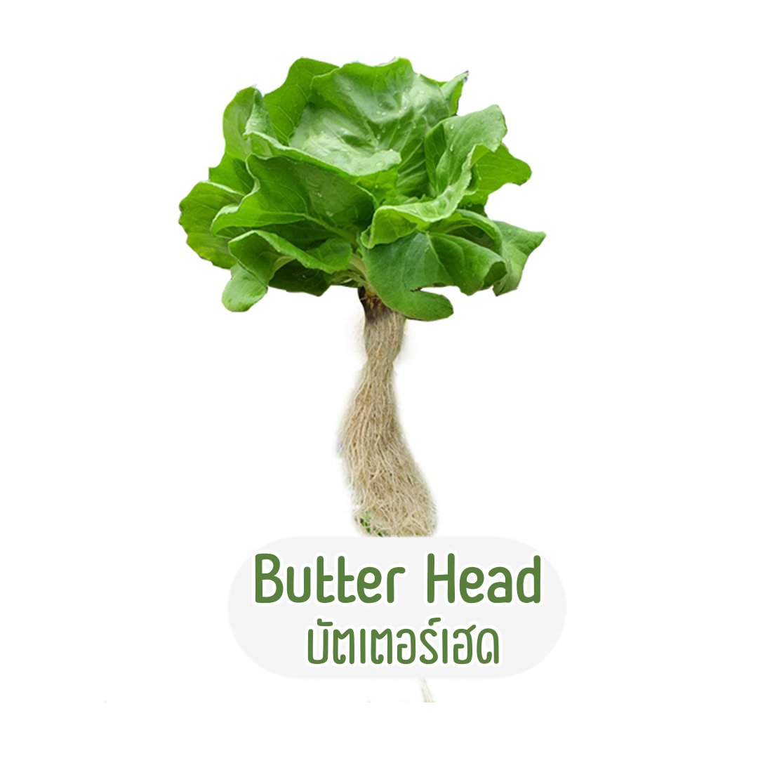 บัตเตอร์เฮด (Butter Head)