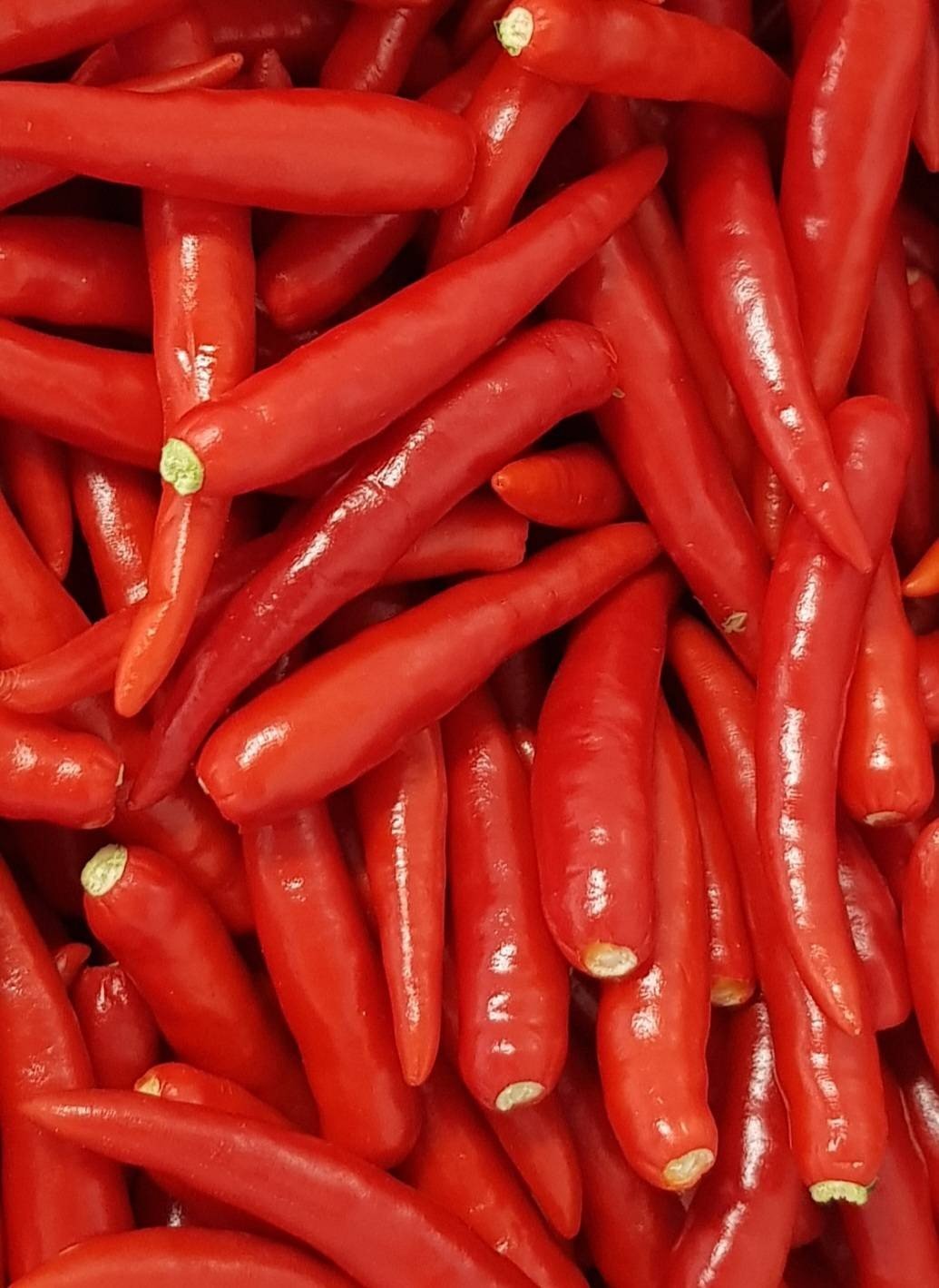 Red chili