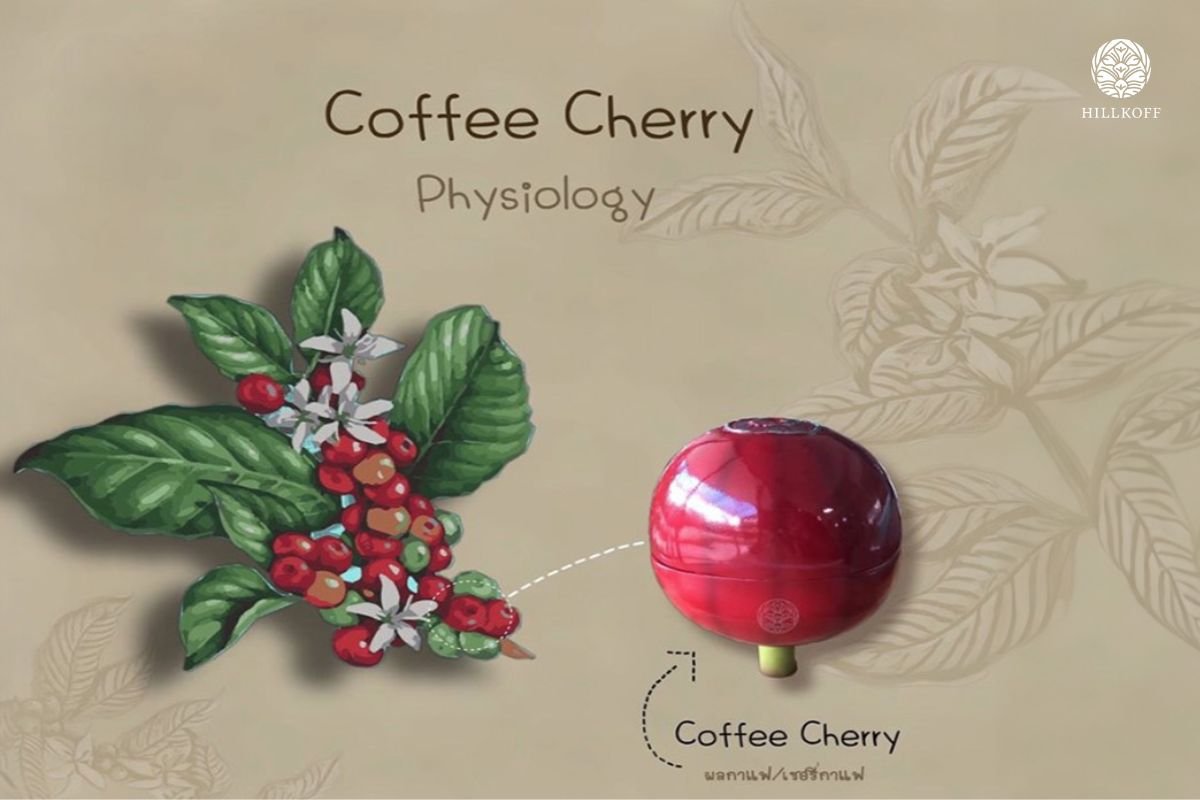 Coffee Cherry Physiology ส่วนประกอบของกาแฟเชอร์รี่
