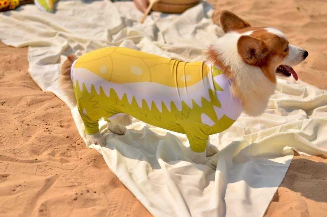 Daddy Dog ชุดกันขนร่วง สำหรับสุนัข ลายทุเรียน - hospetal