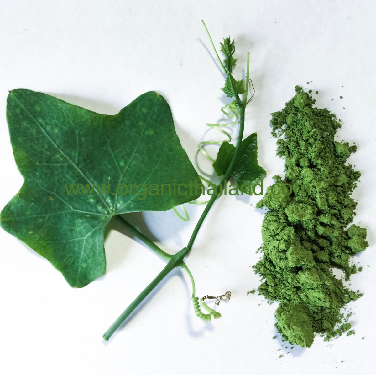 Ivy Gourd Powder 1kg - organicthailand