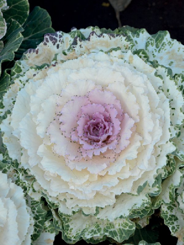 Cabbage Ornamental - Pigeon 100 Seeds - aga-agro