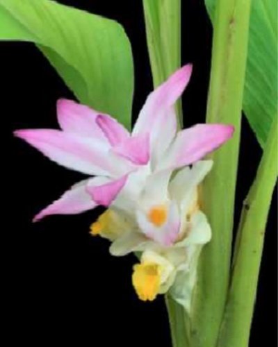 Curcuma rangjued - Tak