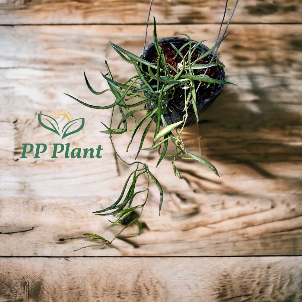 Hoya acicularis (mutate) - ppplant