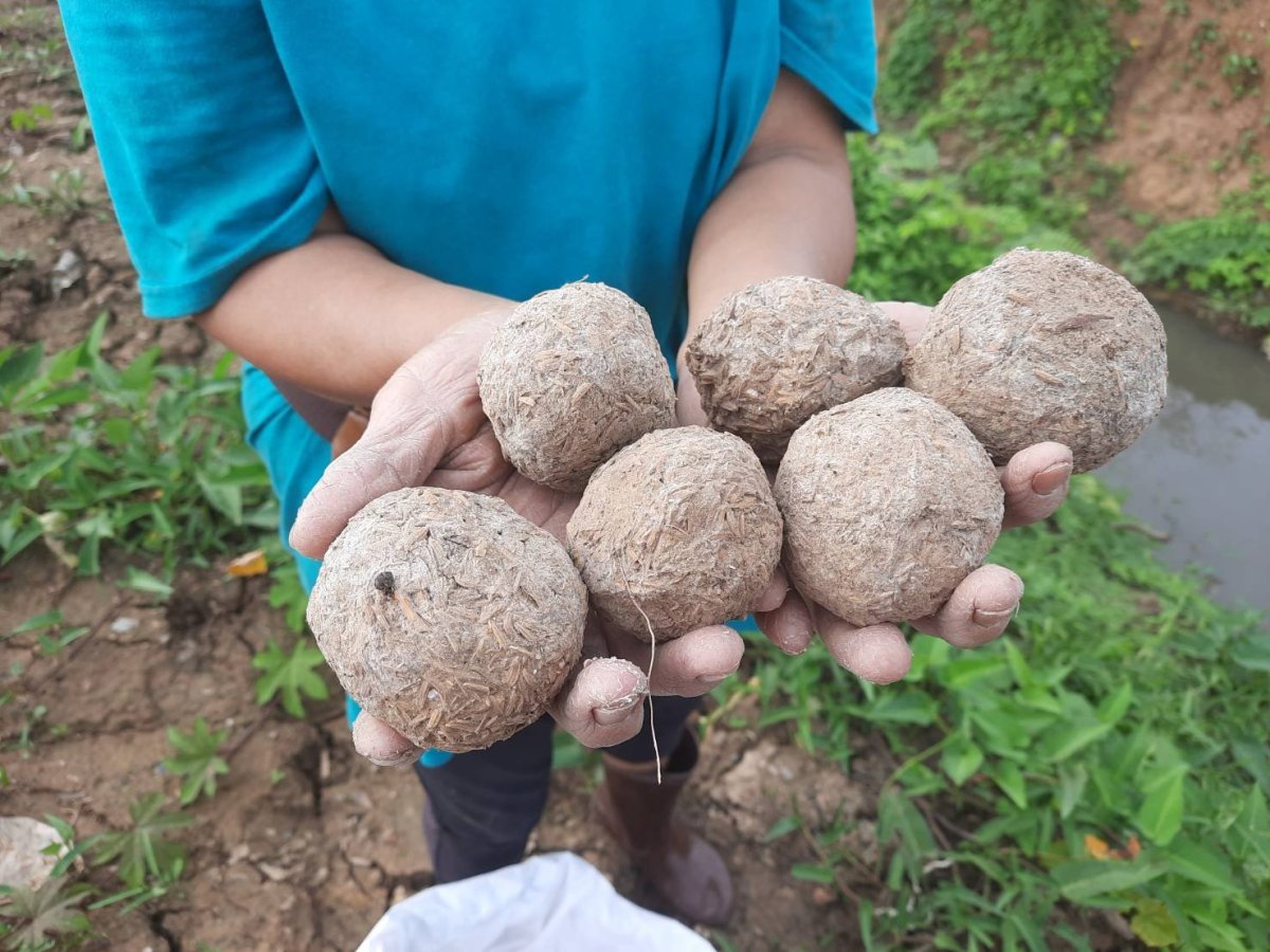 โยน EM Ball ลงในบ่อพักน้ำเพื่อเพิ่มจุลินทรีย์ ลงในน้ำช่วยย่อยสลายสาร ...