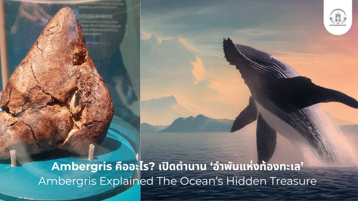 Ambergris Explained The Ocean’s Hidden Treasure