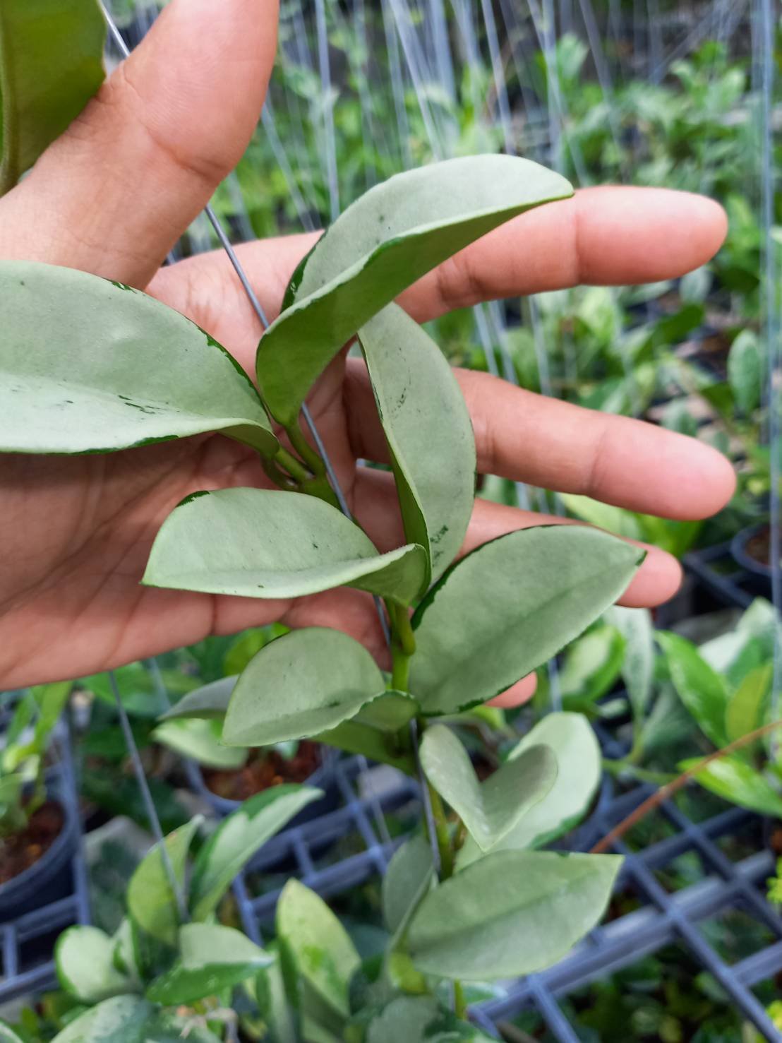 Hoya Hybrid (AH-074 silver splash)