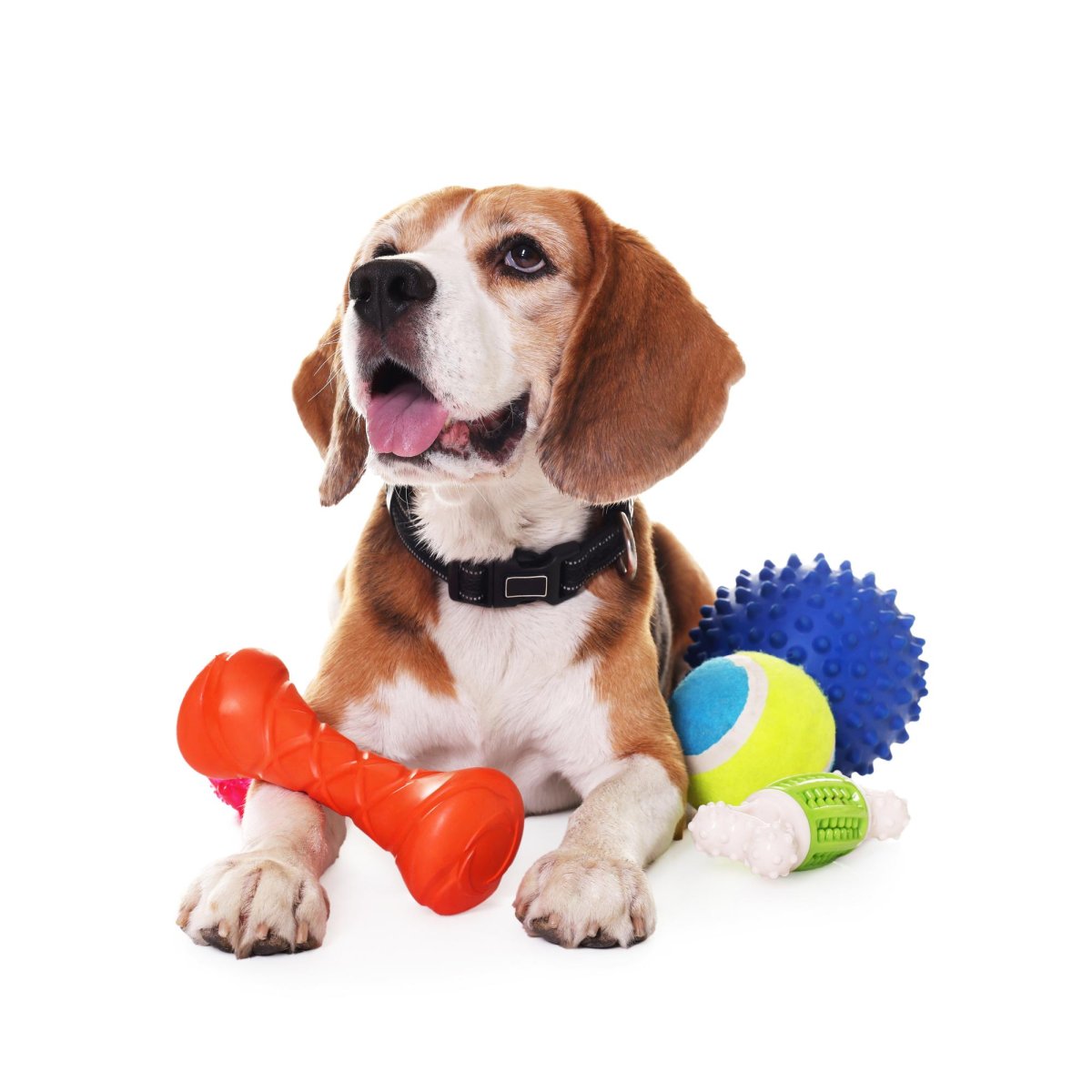 Dog Toys: The Key to a Happy, Healthy, and Well-Behaved Dog
