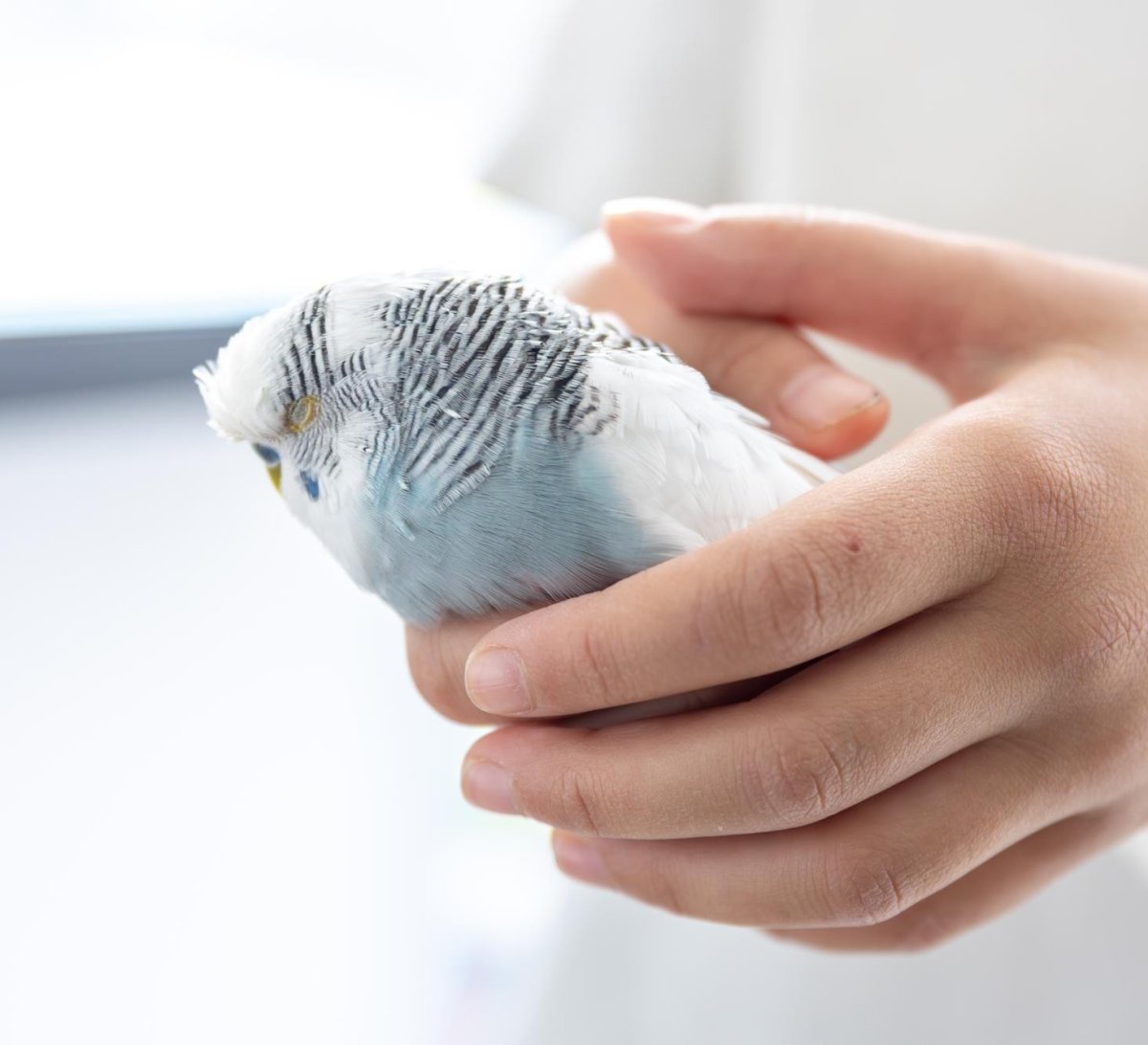 Common Bird Diseases and How to Keep Your Pet Bird Healthy