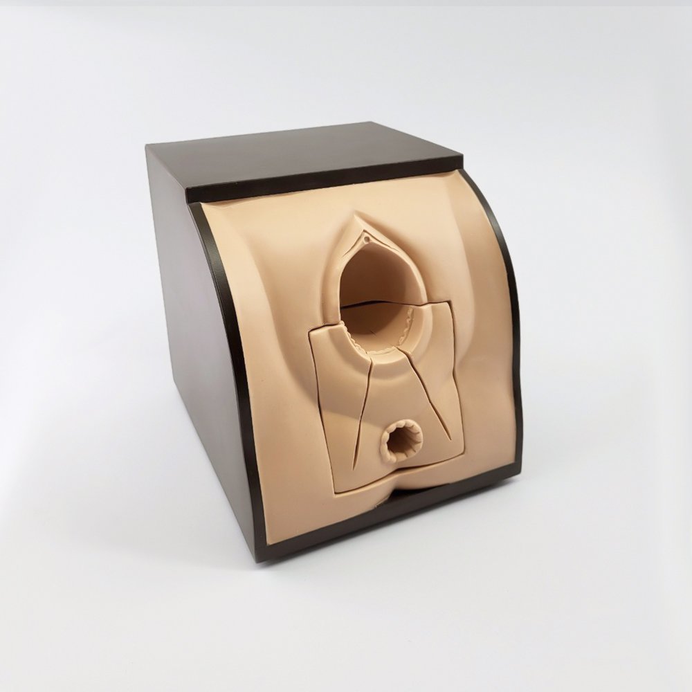 หุ่นฝึกการเย็บฝีเย็บ / Episiotomy -บ.บริลเลี่ยน รับเบอร์ จก.