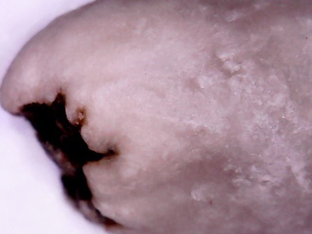 Faded Streaked bean / digital microscope