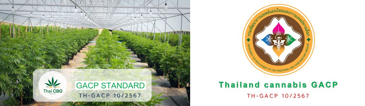 บริษัทไทย ซีบีจี จำกัด ได้รับมาตรฐาน Thailand cannabis GACP จากกรมการ ...