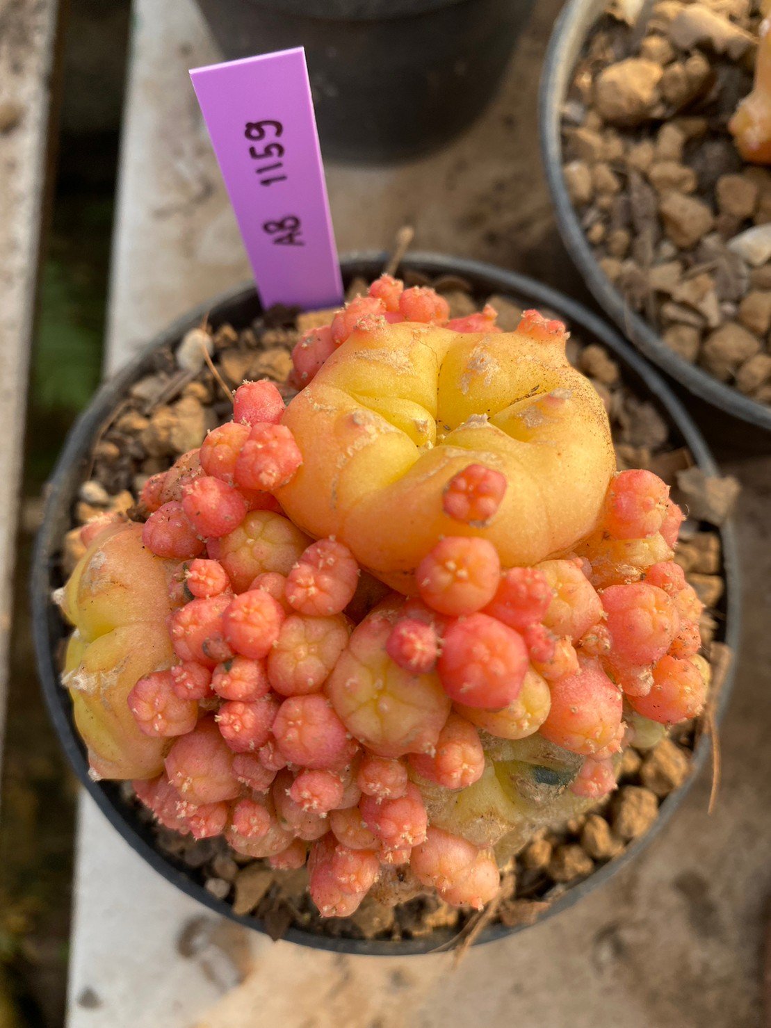 Lophophora Williamsii Variegata 8 cm 10 years flower seedling - lophoplaza