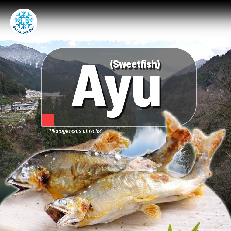 "The Legendary Ayu Sweetfish: Reigning as the Queen of the River"