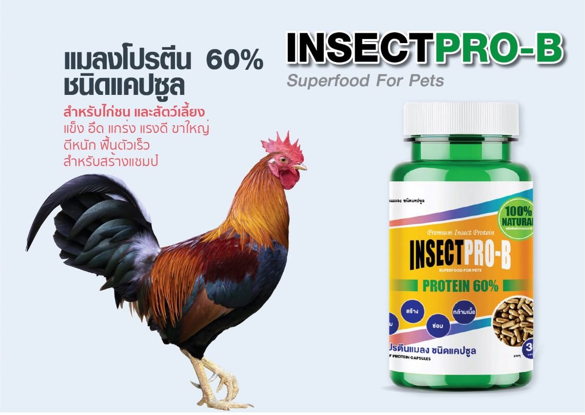 BSF insect protein capsule type for fighting cocks has protein up to 60%.