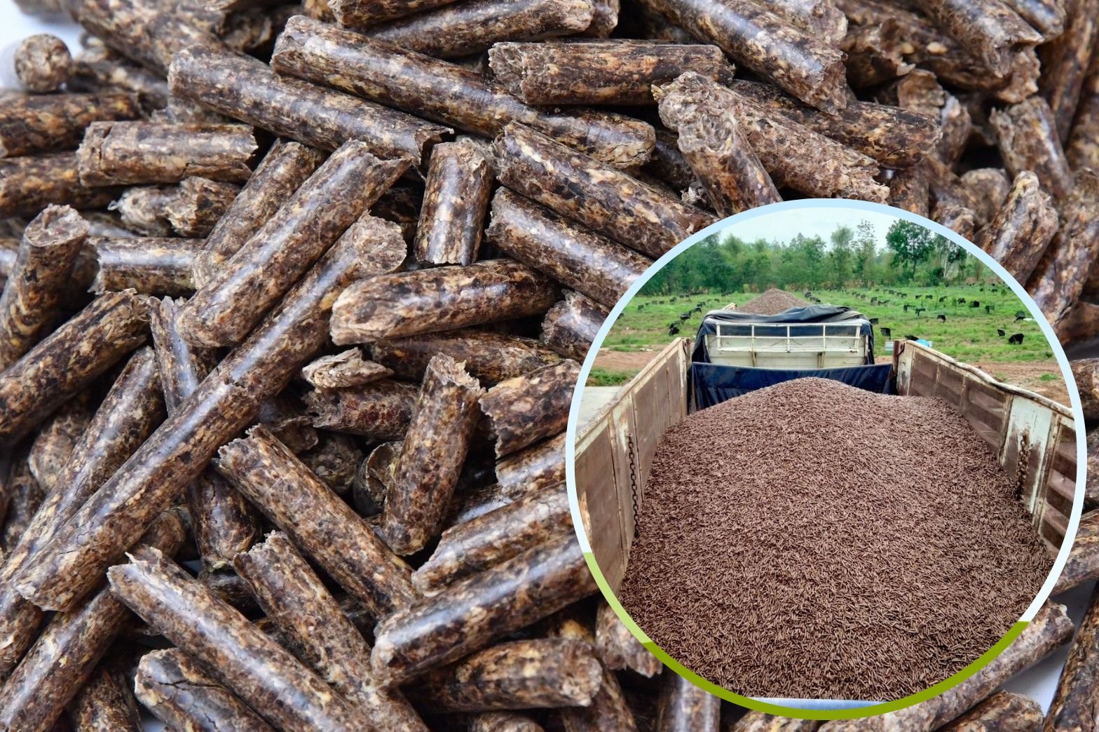 ชีวมวลอัดเม็ดจากไม้ Wood Pellet - พ่วง (Bulk) - nsethailand