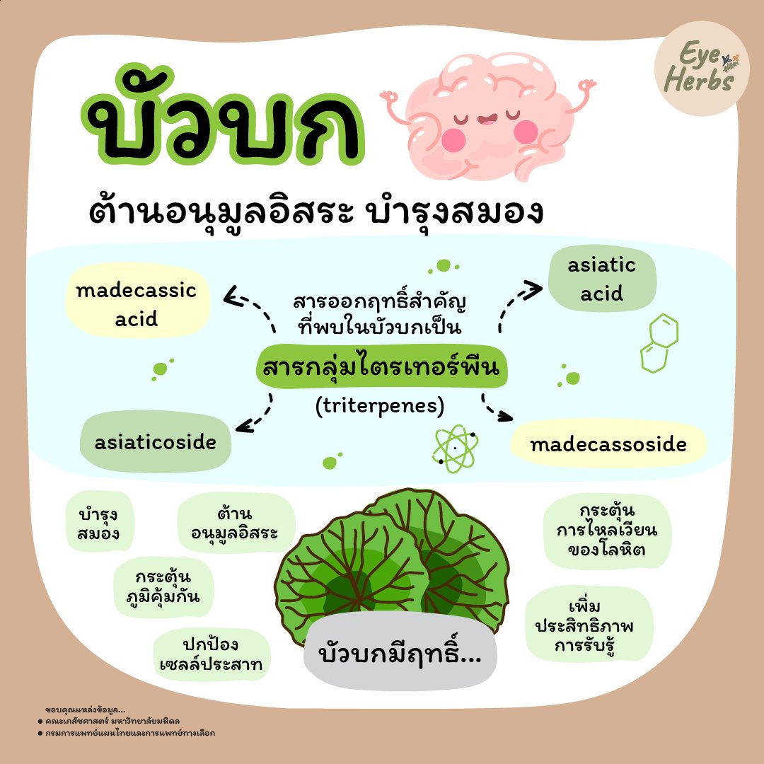 Centella asiatica, antioxidant, nourishing the brain - khaolaor