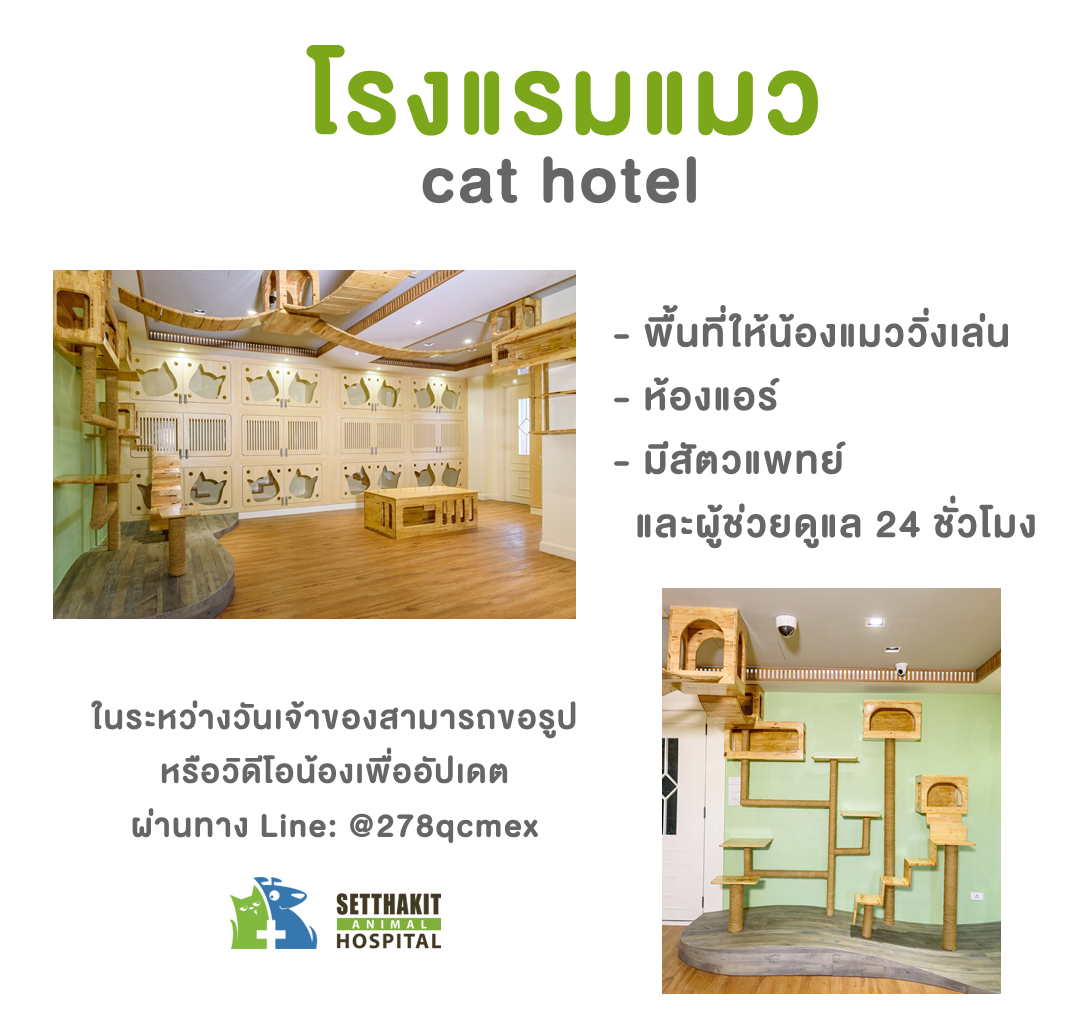 โรงแรมแมว (Cat Hotel) - โรงพยาบาลสัตว์เศรษฐกิจสัตวแพทย์ ...