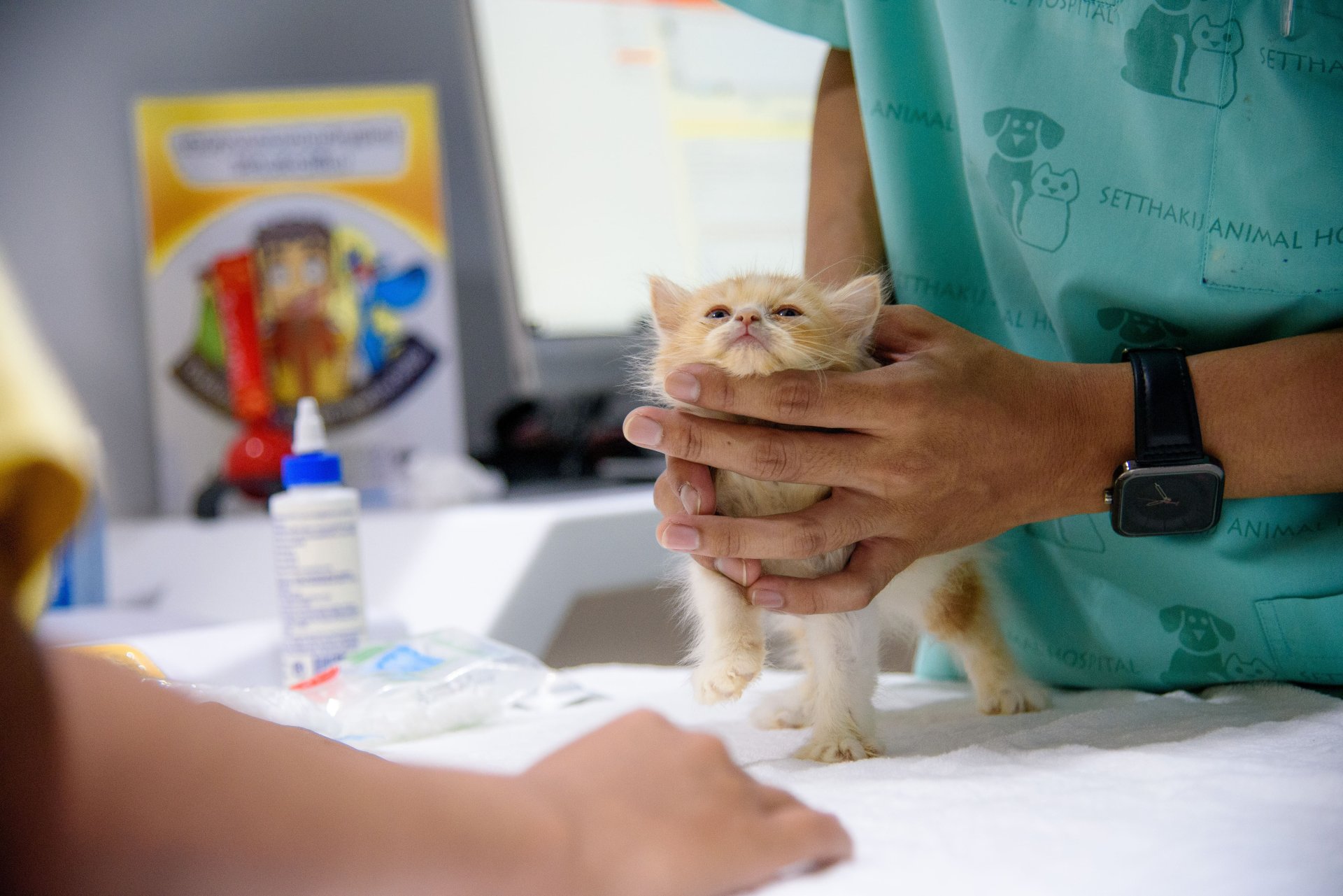 แมวอ้วกเกิดจากสาเหตุไหนได้บ้าง? - setthakitanimalhospital