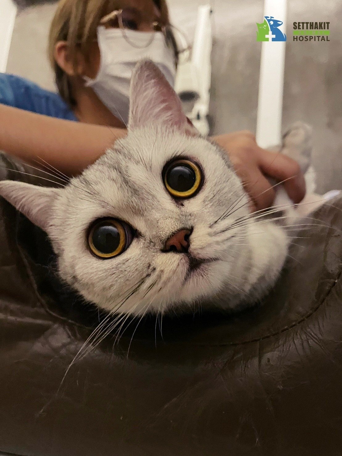 น้องโซจูต้องการมาตรวจการตั้งครรภ์ - setthakitanimalhospital