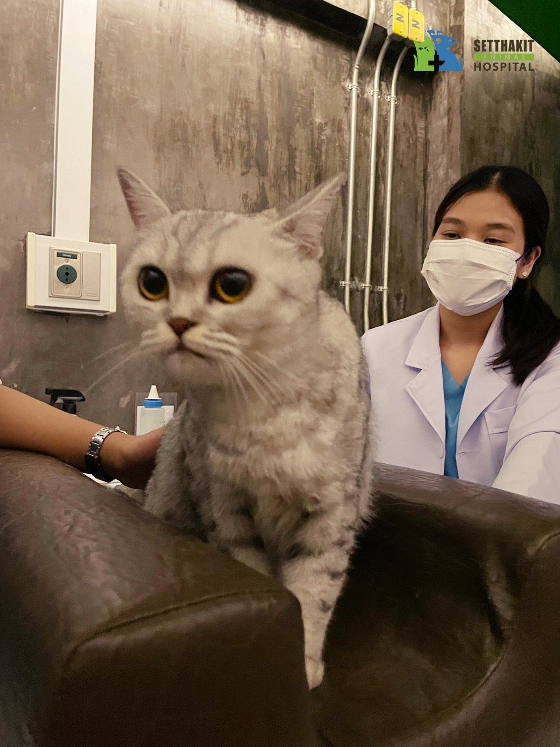 น้องโซจูต้องการมาตรวจการตั้งครรภ์ - setthakitanimalhospital
