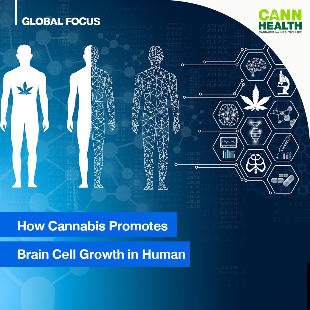 How Cannabis Promotes Brain Cell Growth in Humans - cannhealth