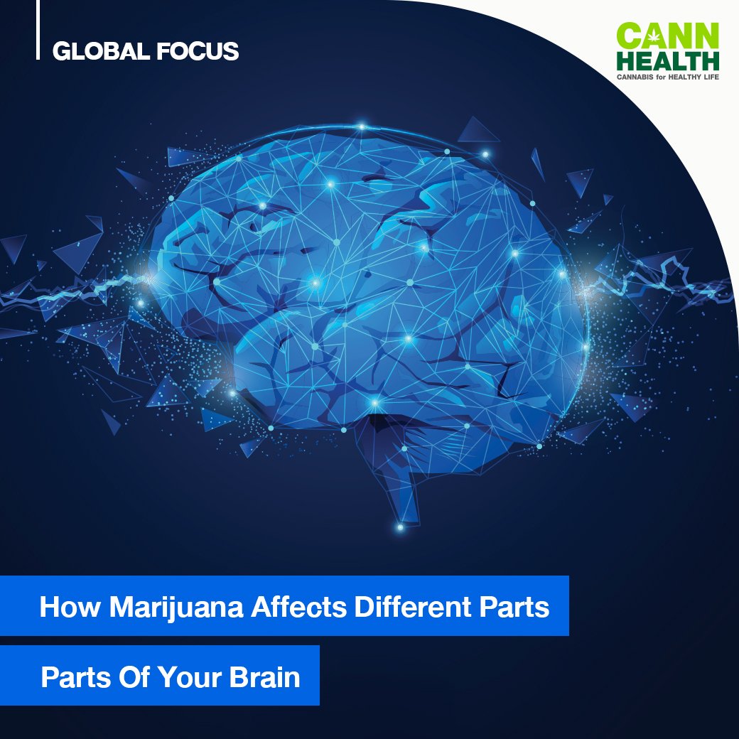 How Marijuana Affects Different Parts Of Your Brain - cannhealth