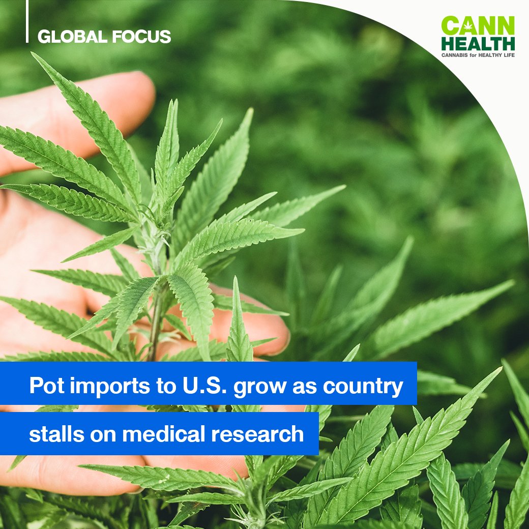 Pot imports to U.S. grow as country stalls on medical research - cannhealth