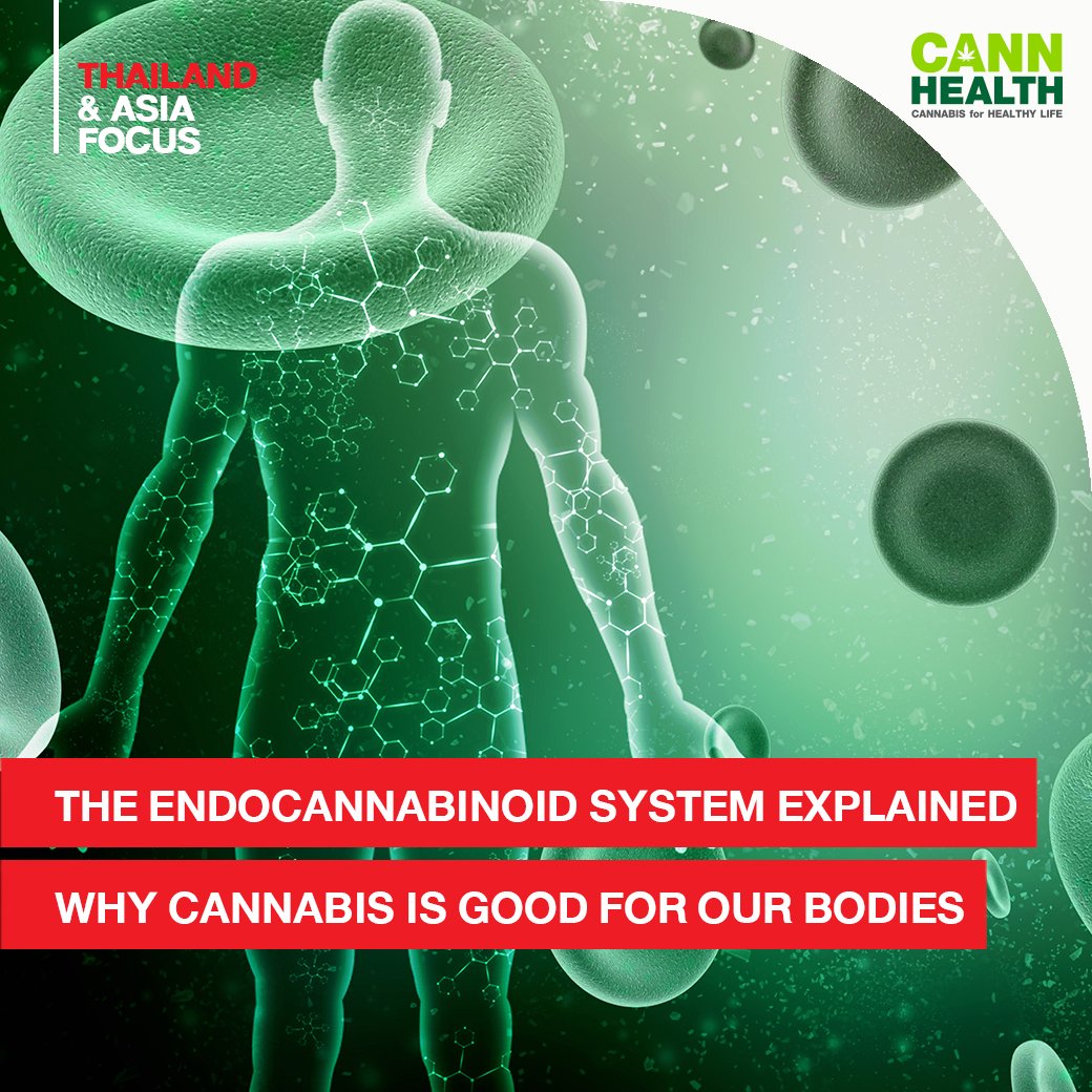 The Endocannabinoid System Explained – Why Cannabis Is Good for Our Bodies - cannhealth
