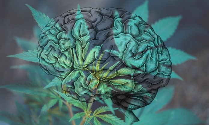 How Marijuana Affects Different Parts Of Your Brain - cannhealth