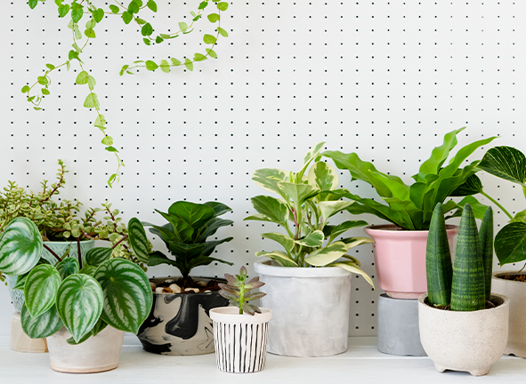 Plant pots, how to choose the right one for your plants - potnationthailand