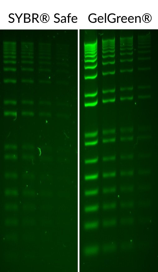 GelGreen® Nucleic Acid Gel Stain 10,000x in DMSO - smartscience