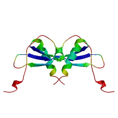 CCL8, Human, 10 ug - smartscience