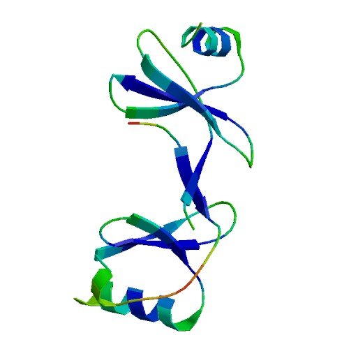 CCL3, Rat - smartscience