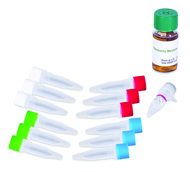 GV3101 Agrobacterium Electrocompetent Cells - smartscience