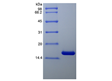 TNF-a, Human - smartscience
