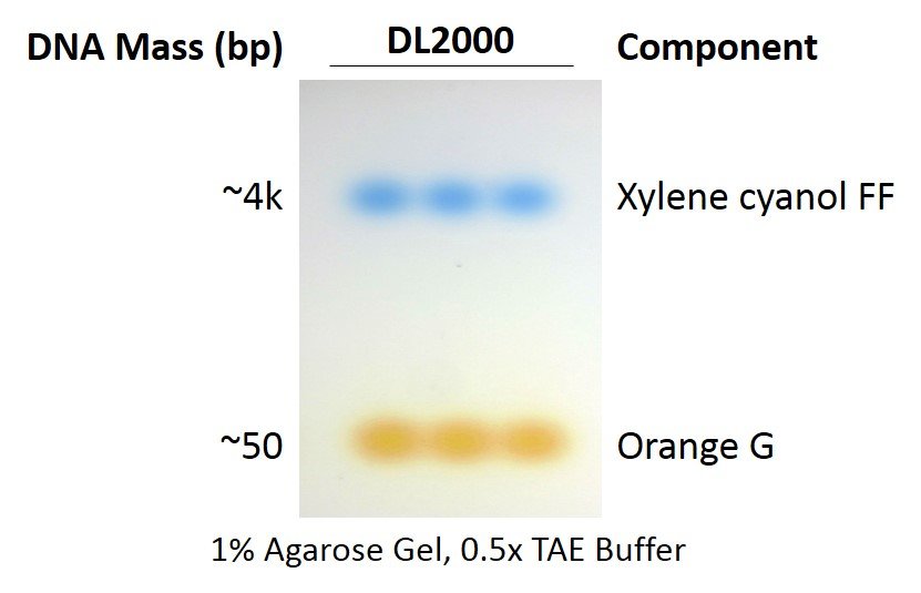 ExcelDye™ 6X DNA Loading Dye, Green, 5 ml x 2 - smartscience