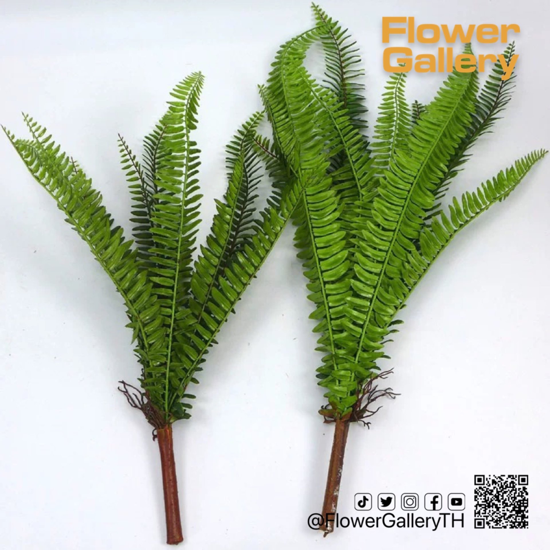 Tuber Sword Fern, Sword Fern - flowergallery
