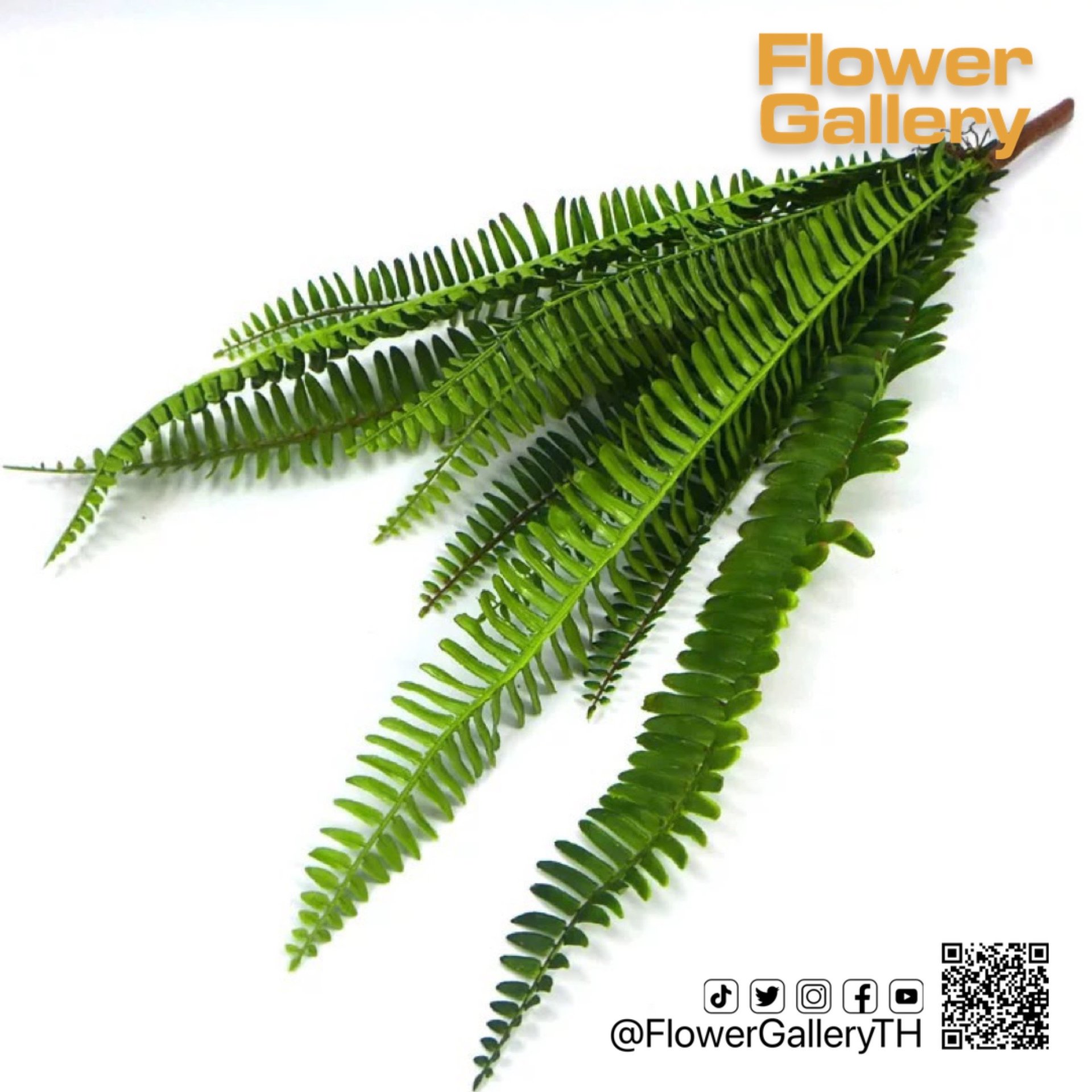 Tuber Sword Fern, Sword Fern - flowergallery