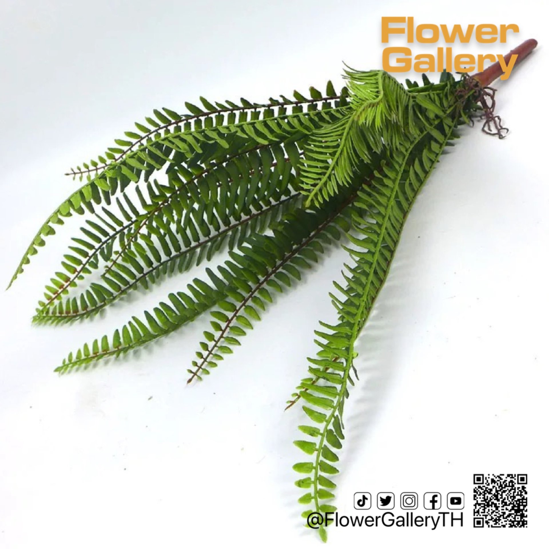 Tuber Sword Fern, Sword Fern - flowergallery